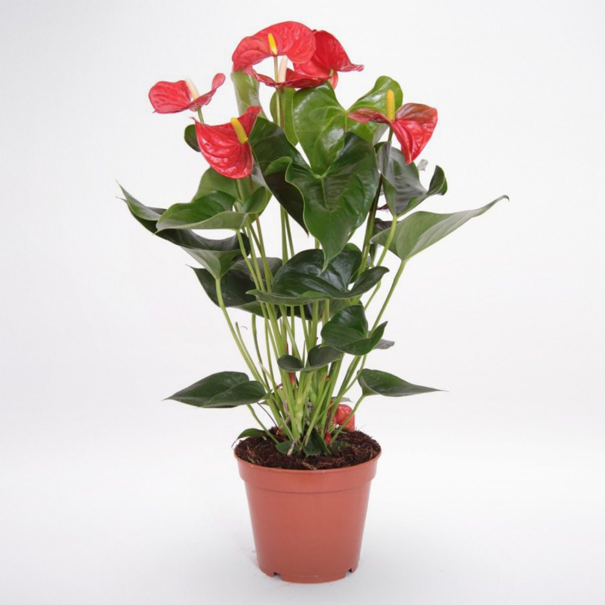 Buy Anthurium Plant | Online Plants Delivery | June Flowers