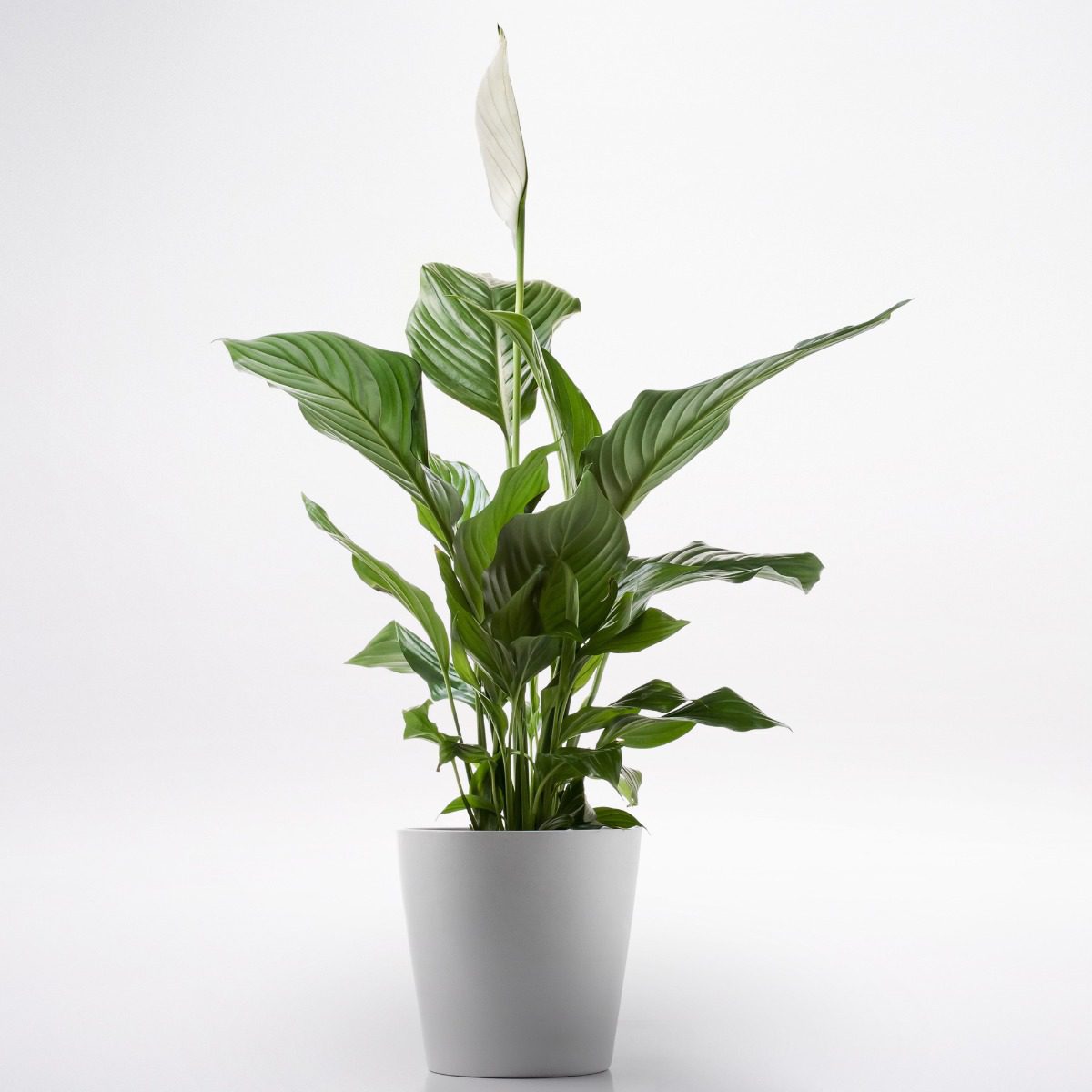 Spathiphyllum Plants | Buy Plants Online in India | juneflowers.com