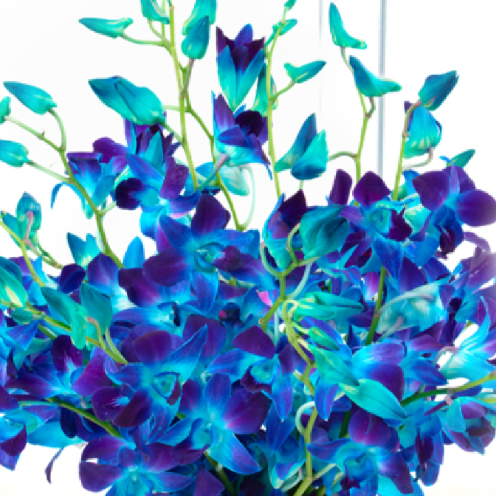 Captivating Blue Orchids Flower Delivery India Juneflowers