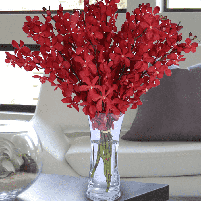 Dazzling Red Mokara - Online Orchids Delivery | Juneflowers.com