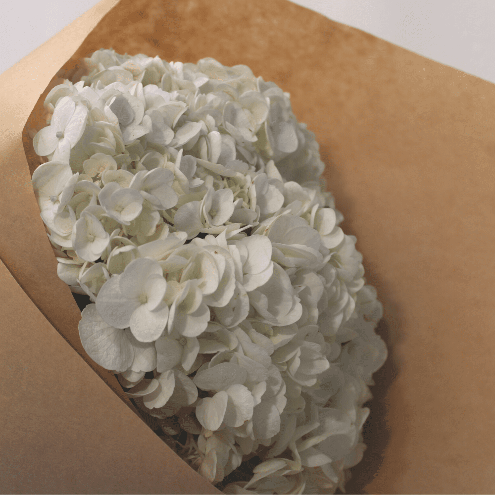 Hydrangea Flowers: Shop Stunning Blooms at June flowers.in
