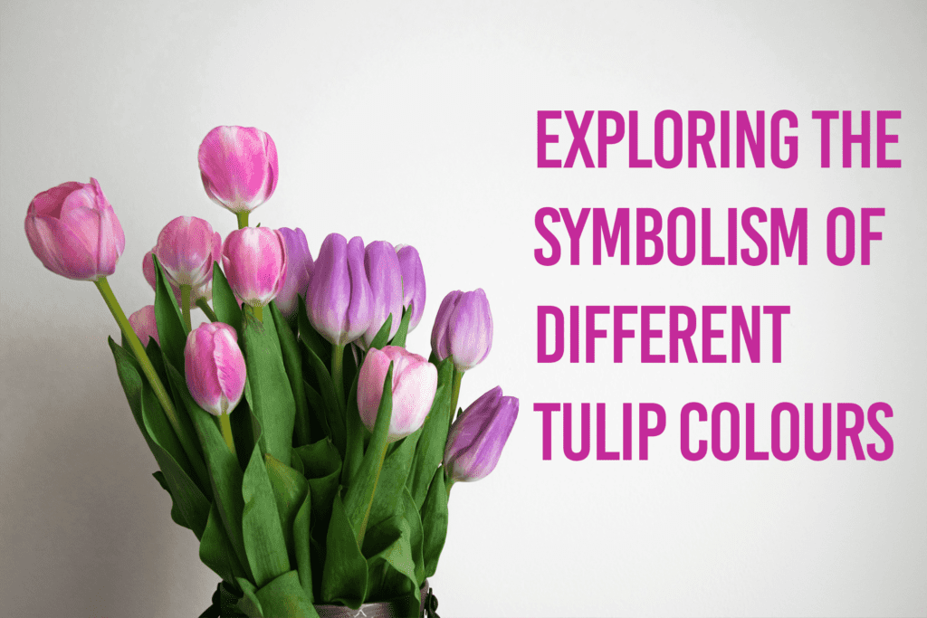 Tulip Color Meaning Chart