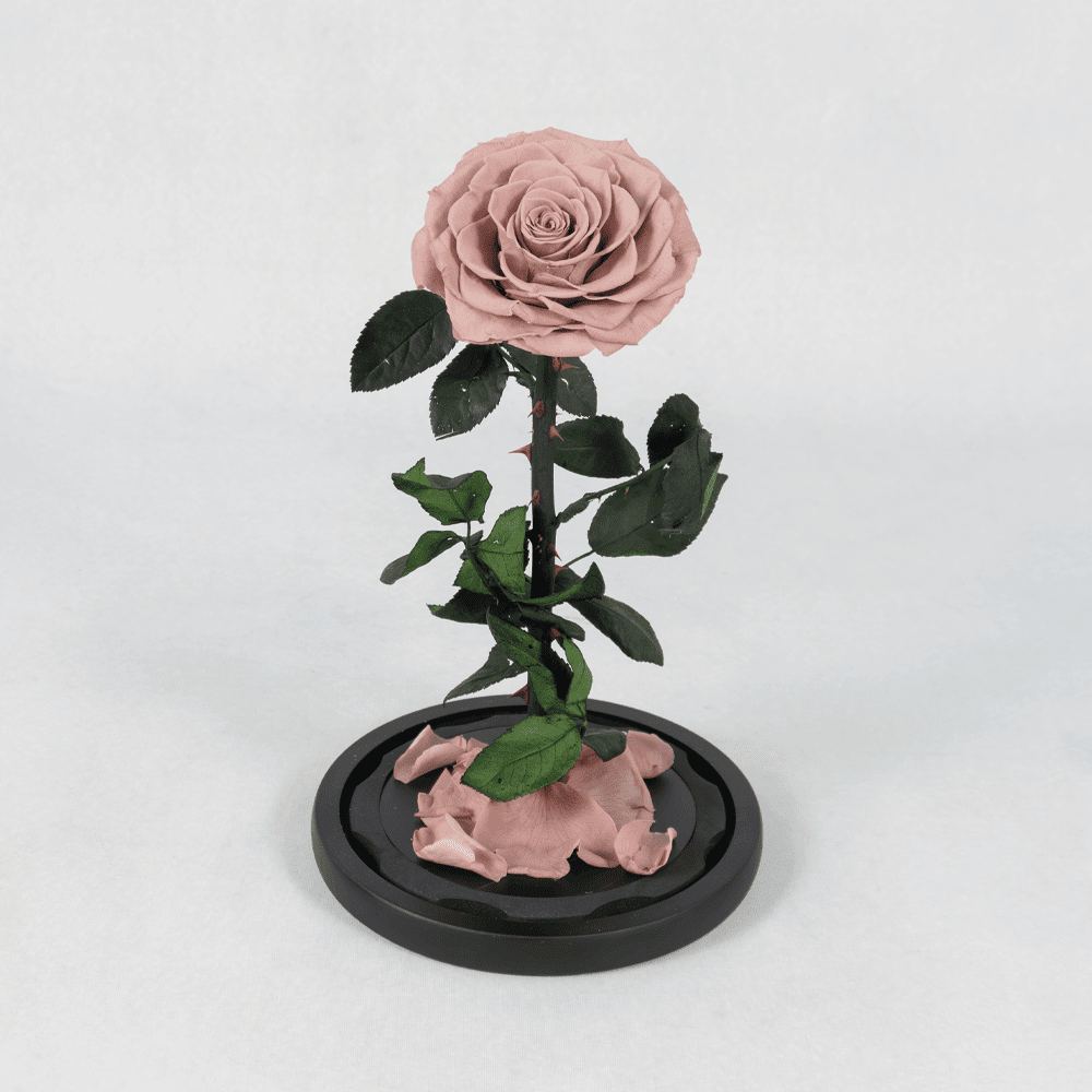 The Rose Eternal - Preserved Rose : Explore Preserved Roses in ...