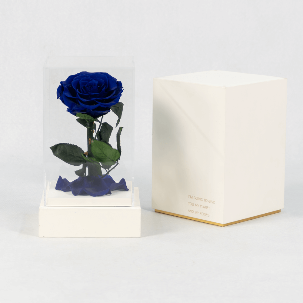 Bluebird's Melody - Preserved Rose : Explore Preserved Roses in ...