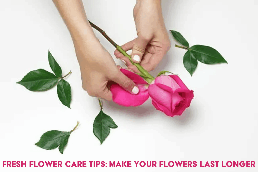 Fresh Flower Care Tips | How to Keep Flowers Fresh Longer